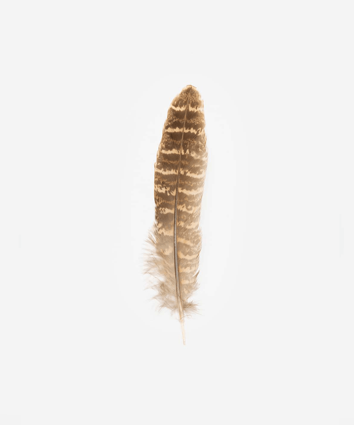 Greater Prairie Chicken Hat Feather